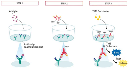 Quantikine® IVD® ELISA kit – 웅비메디텍
