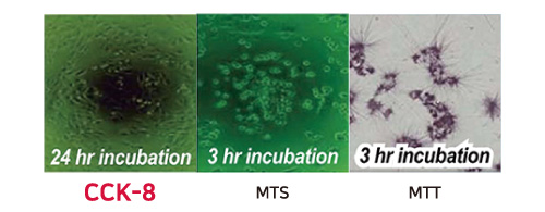 CCK-8 – 웅비메디텍